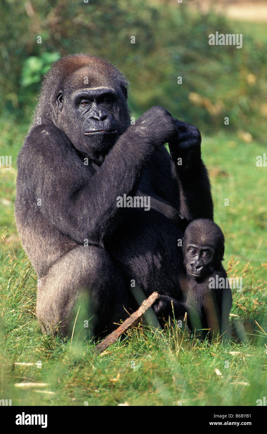 female gorilla with youngster Stock Photo - Alamy