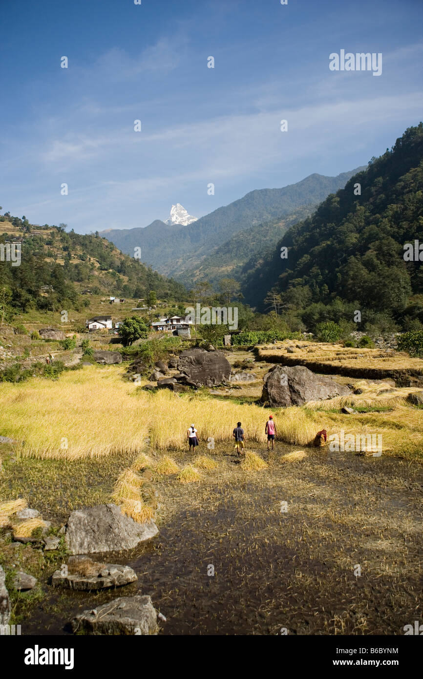 Farmers harvesting rice in the Modi River Valley in the Annapurna range ...