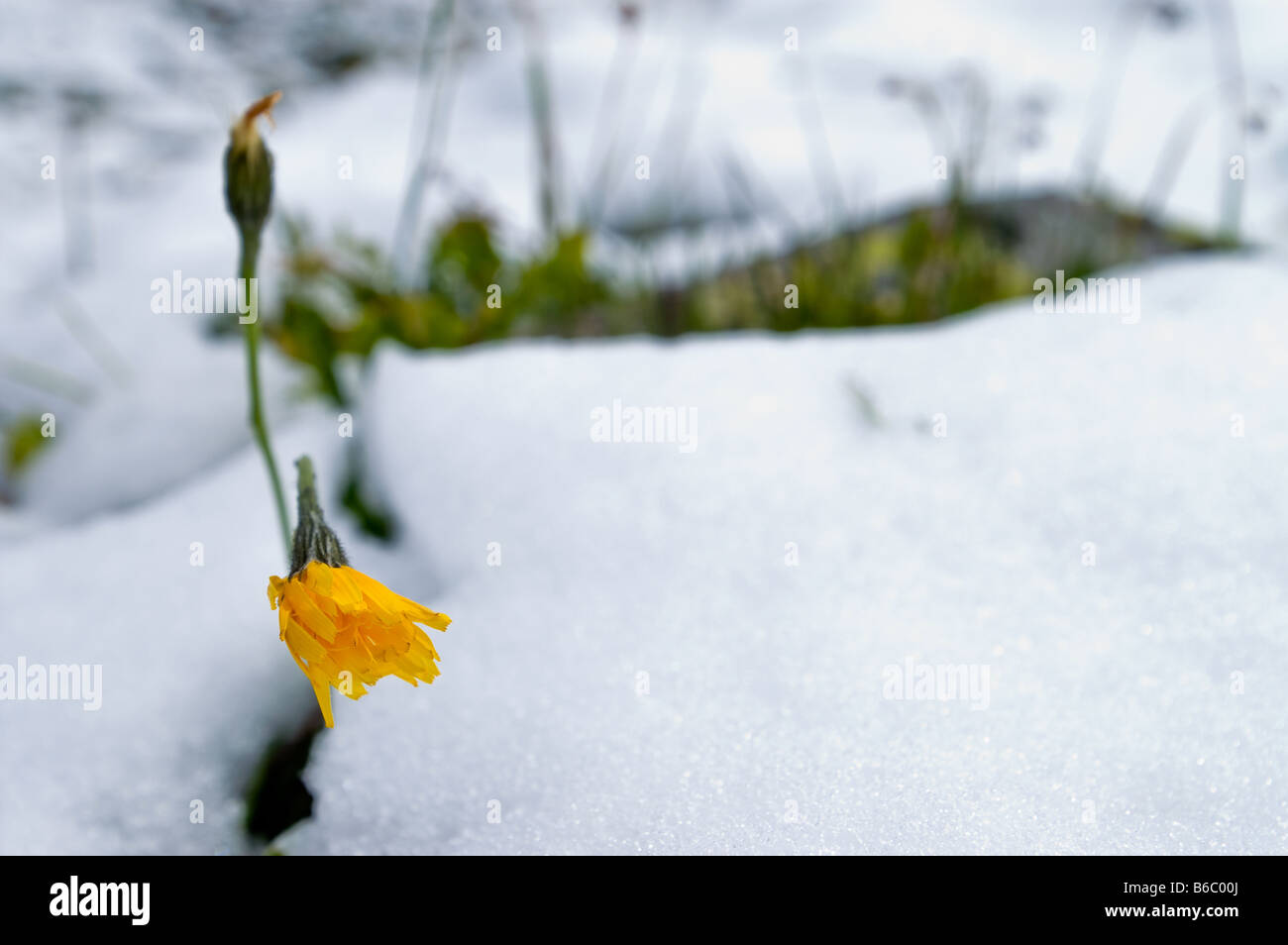 A yellow wildflower in a snow scene at a pass in Swiss Alps Stock Photo ...