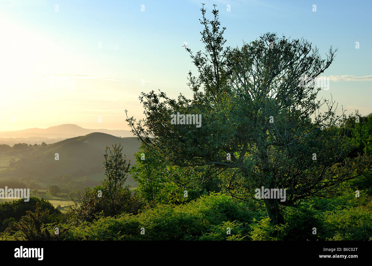 Holly tree shropshire hi-res stock photography and images - Alamy