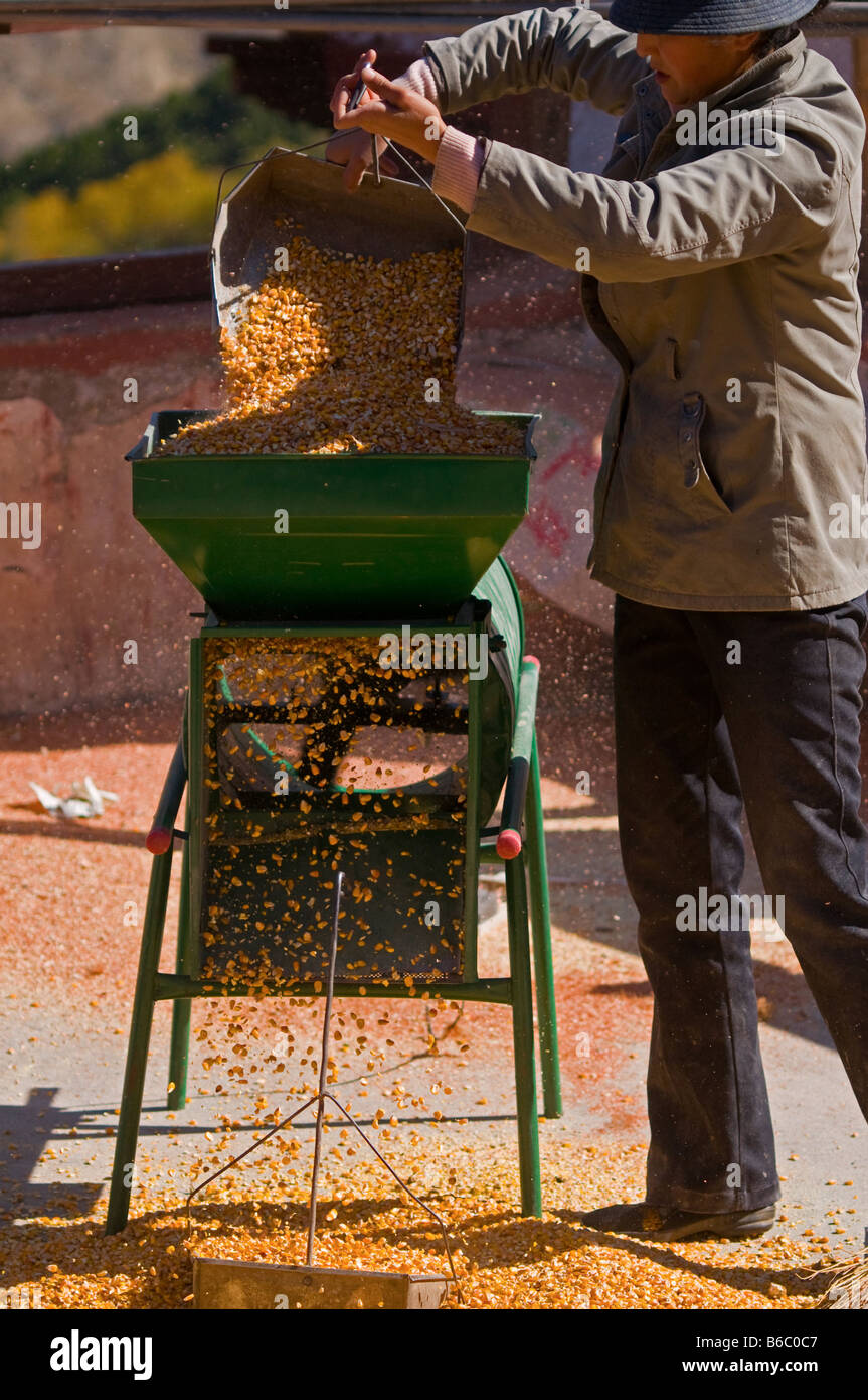 Processing corn in a traditional village Stock Photo - Alamy