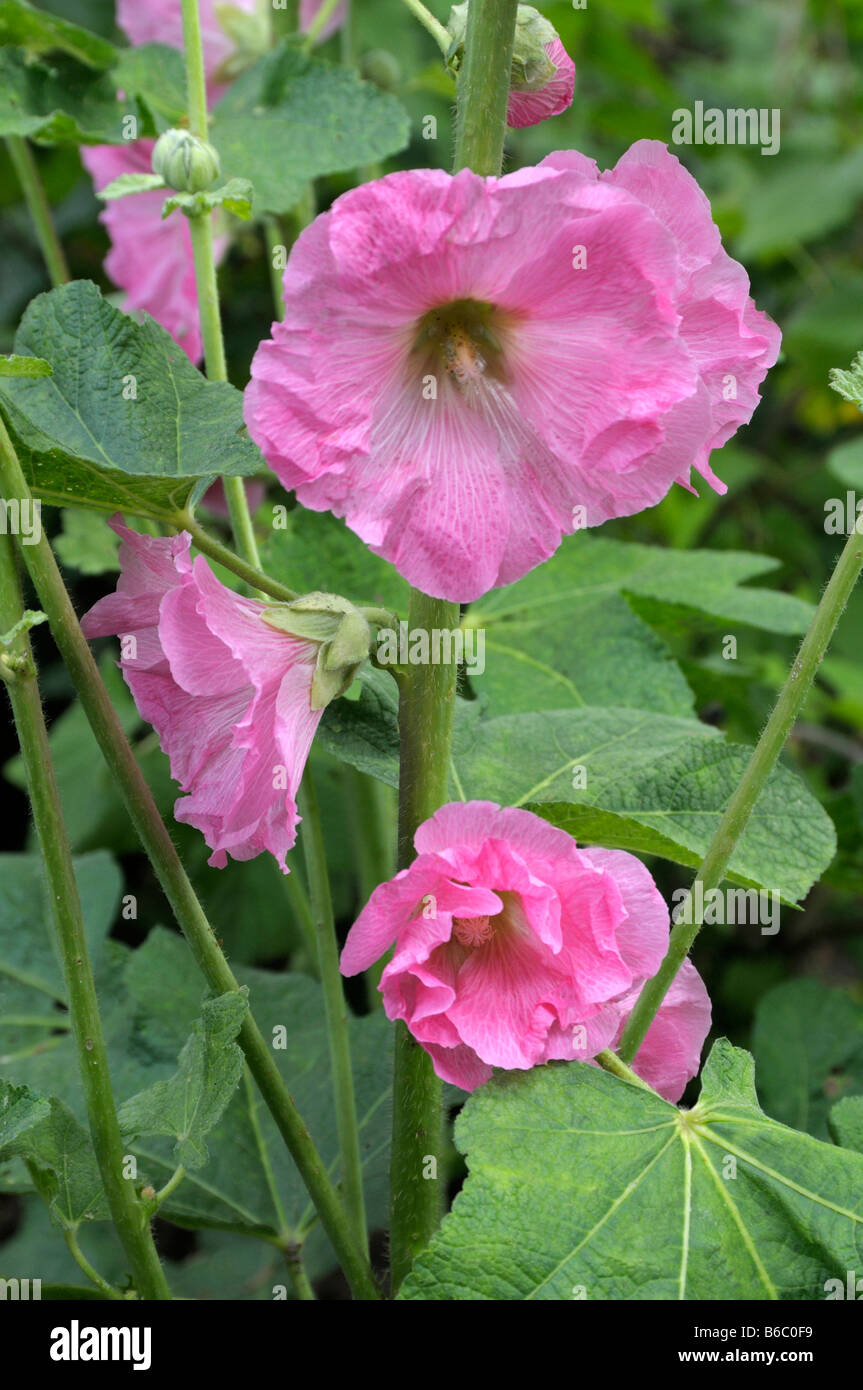 Hollyhock (Alcea rosea, Althaea rosea), flowering Stock Photo - Alamy