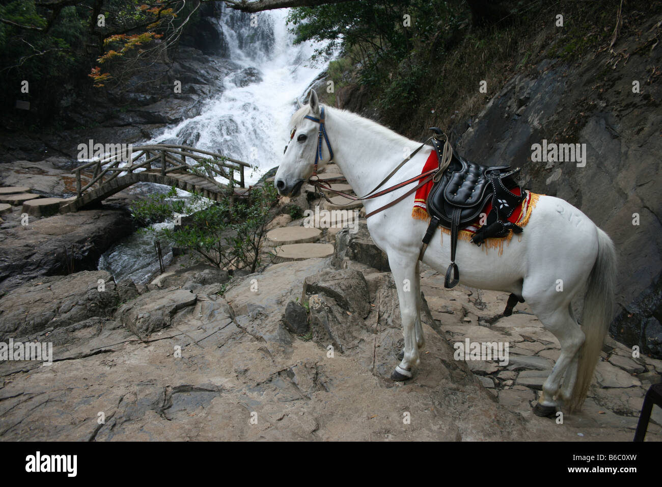 White Horse and a Waterfall Stock Photo - Alamy