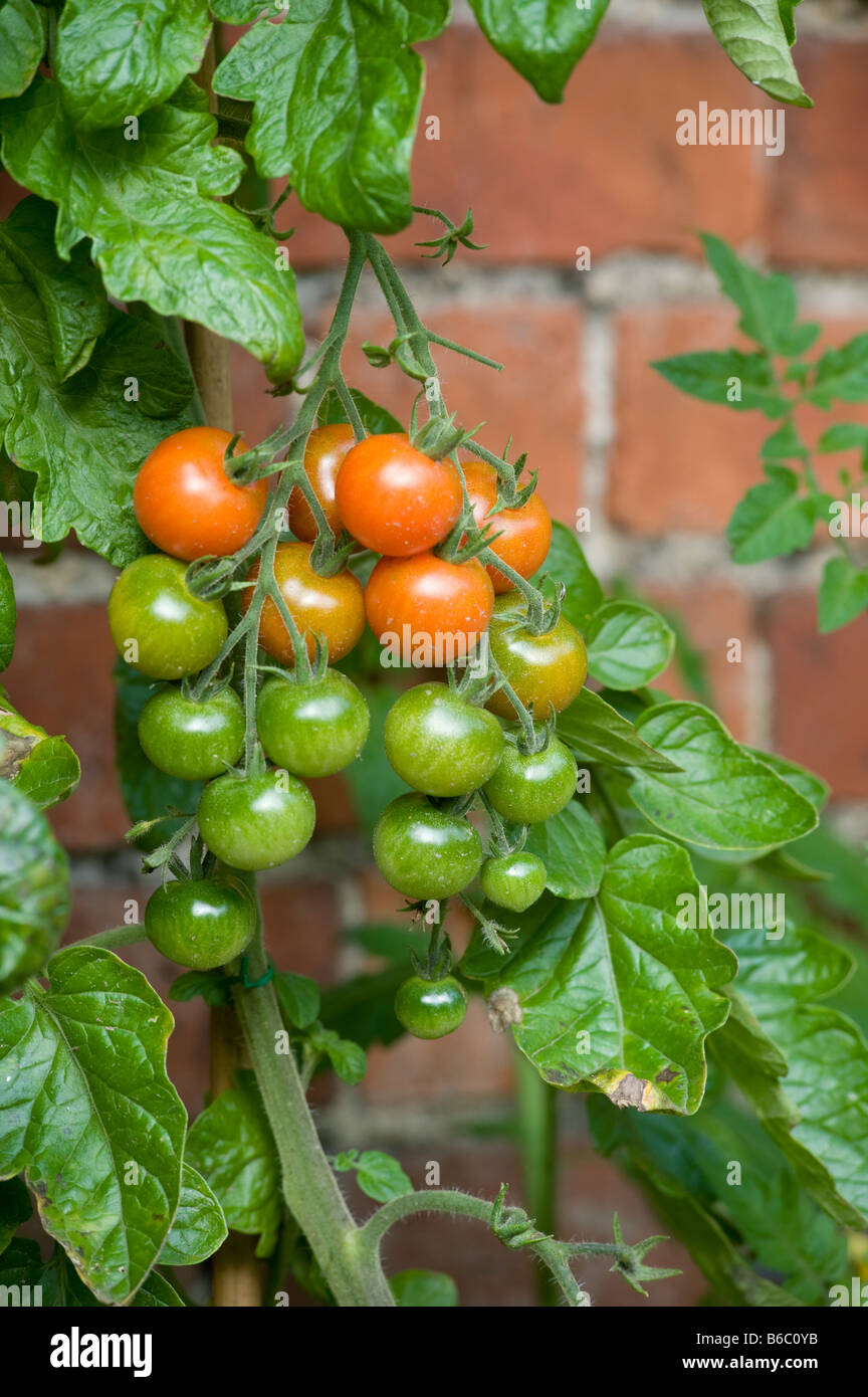 Tomato trusses hi-res stock photography and images - Alamy