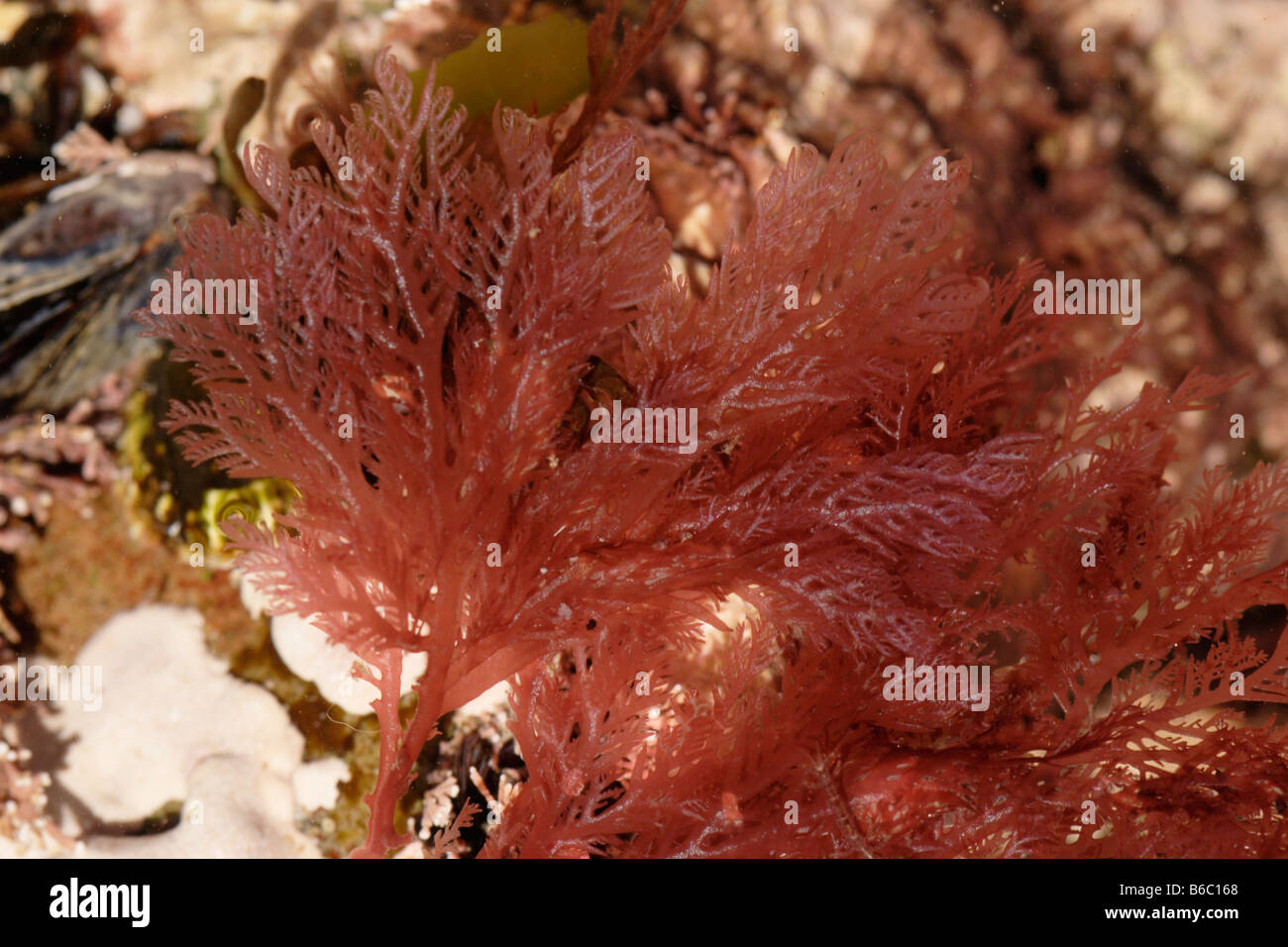 Plocamium cartilagineum hi-res stock photography and images - Alamy