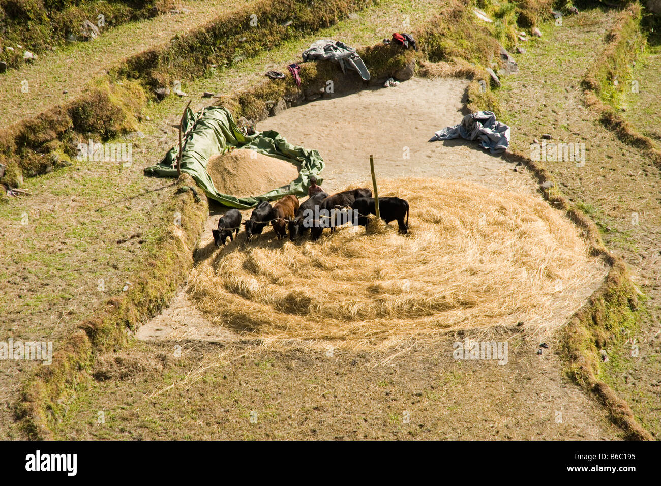 Threshing circle hi-res stock photography and images - Alamy