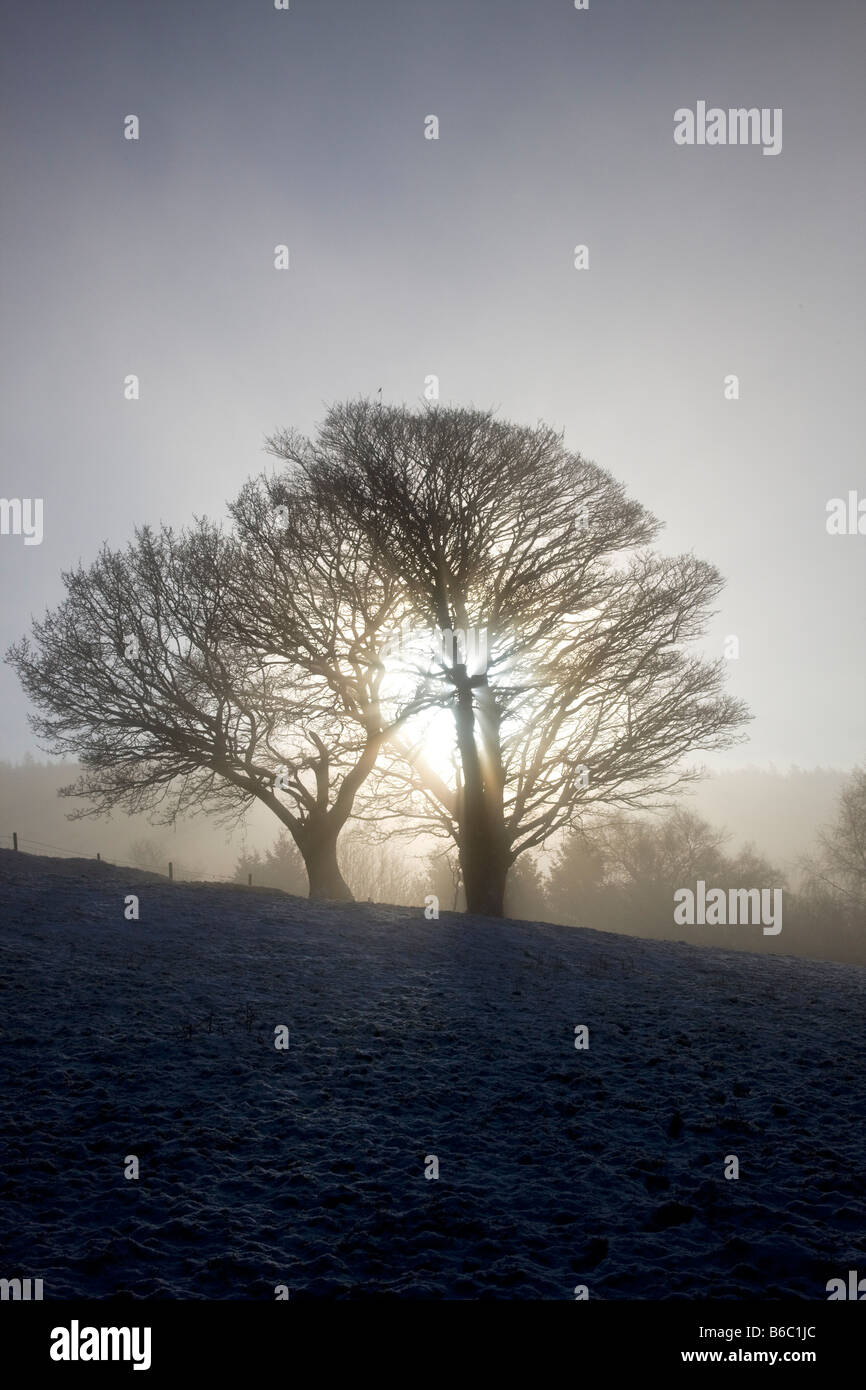Trees in winter Bilsdale North Yorkshire Moors Stock Photo - Alamy