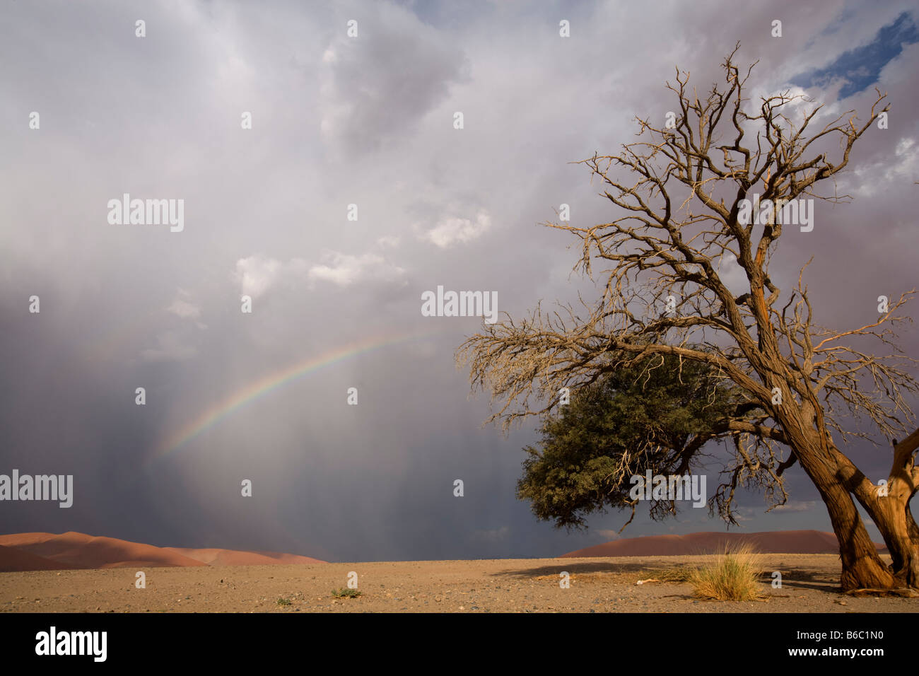 Rainbow above trees no people hi-res stock photography and images - Alamy