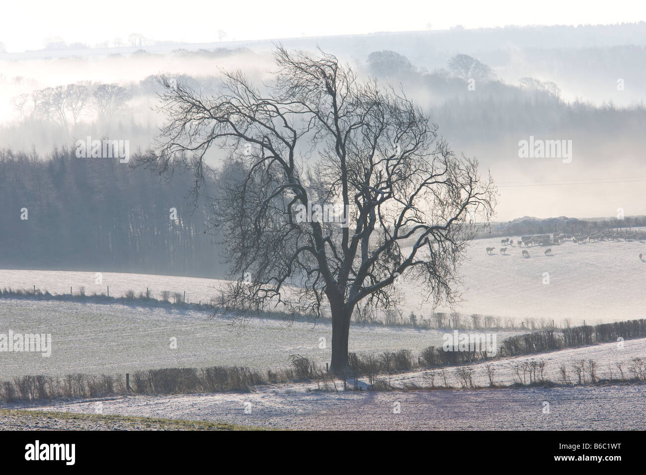Trees in winter Bilsdale North Yorkshire Moors Stock Photo - Alamy