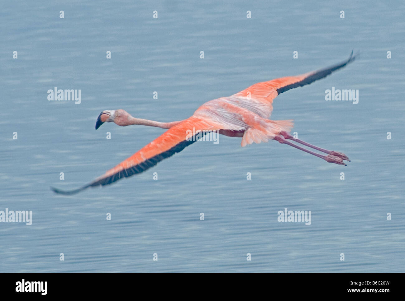 Tropical bird in flight hi-res stock photography and images - Alamy