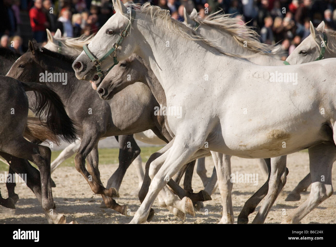 Wild Lipizzaner Horses