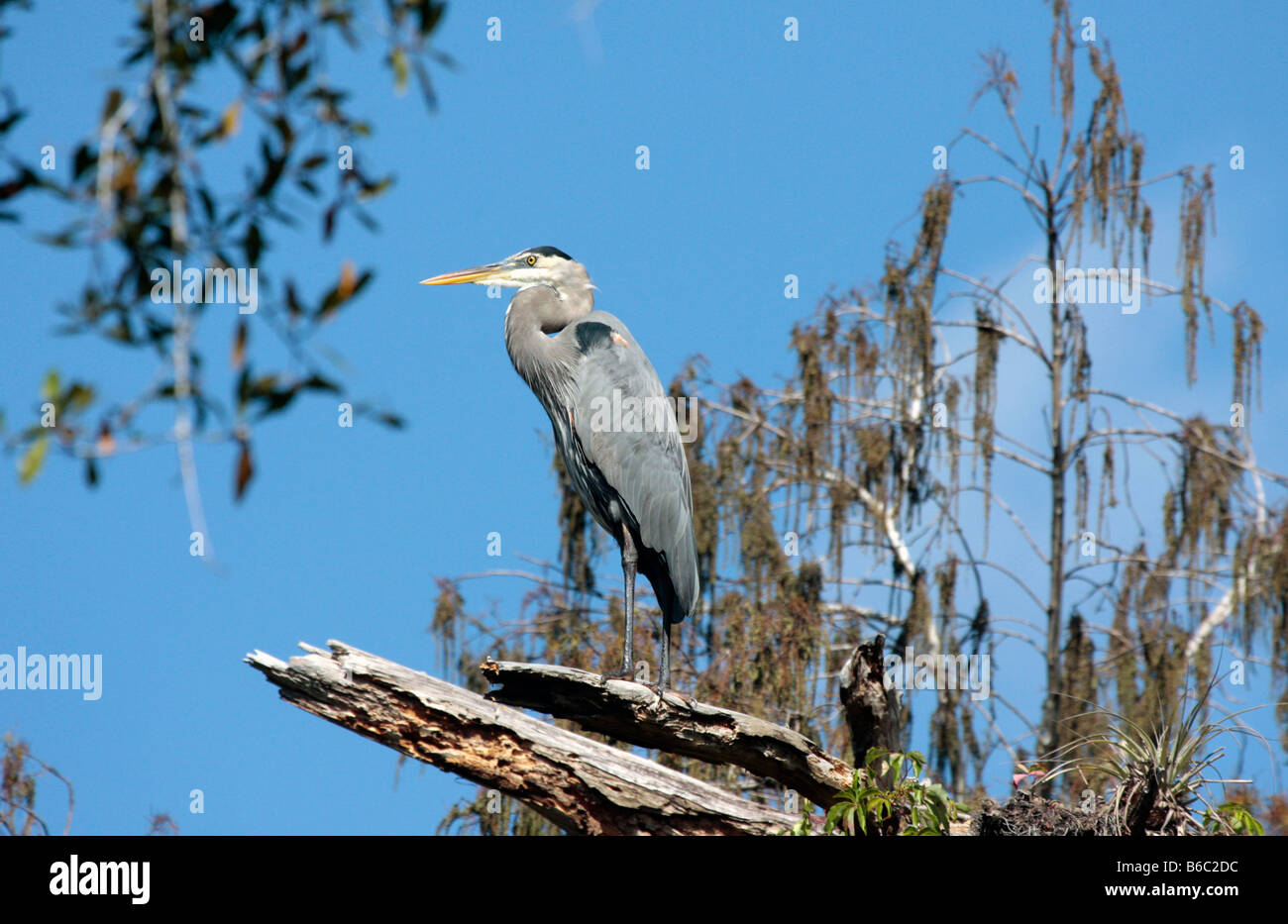 Great Blue Heron in tree Stock Photo - Alamy