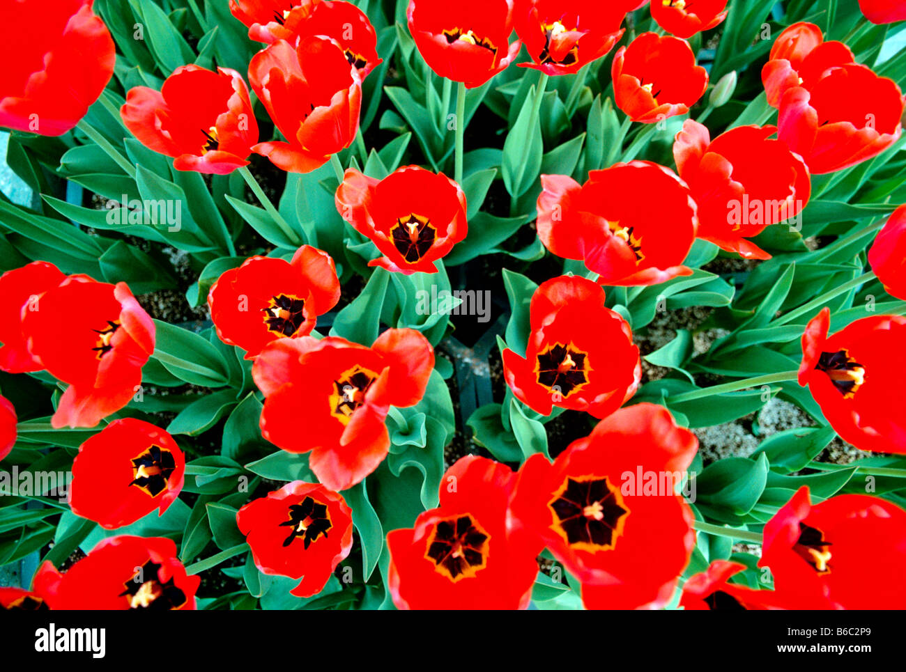 Acuminata tulip hi-res stock photography and images - Alamy