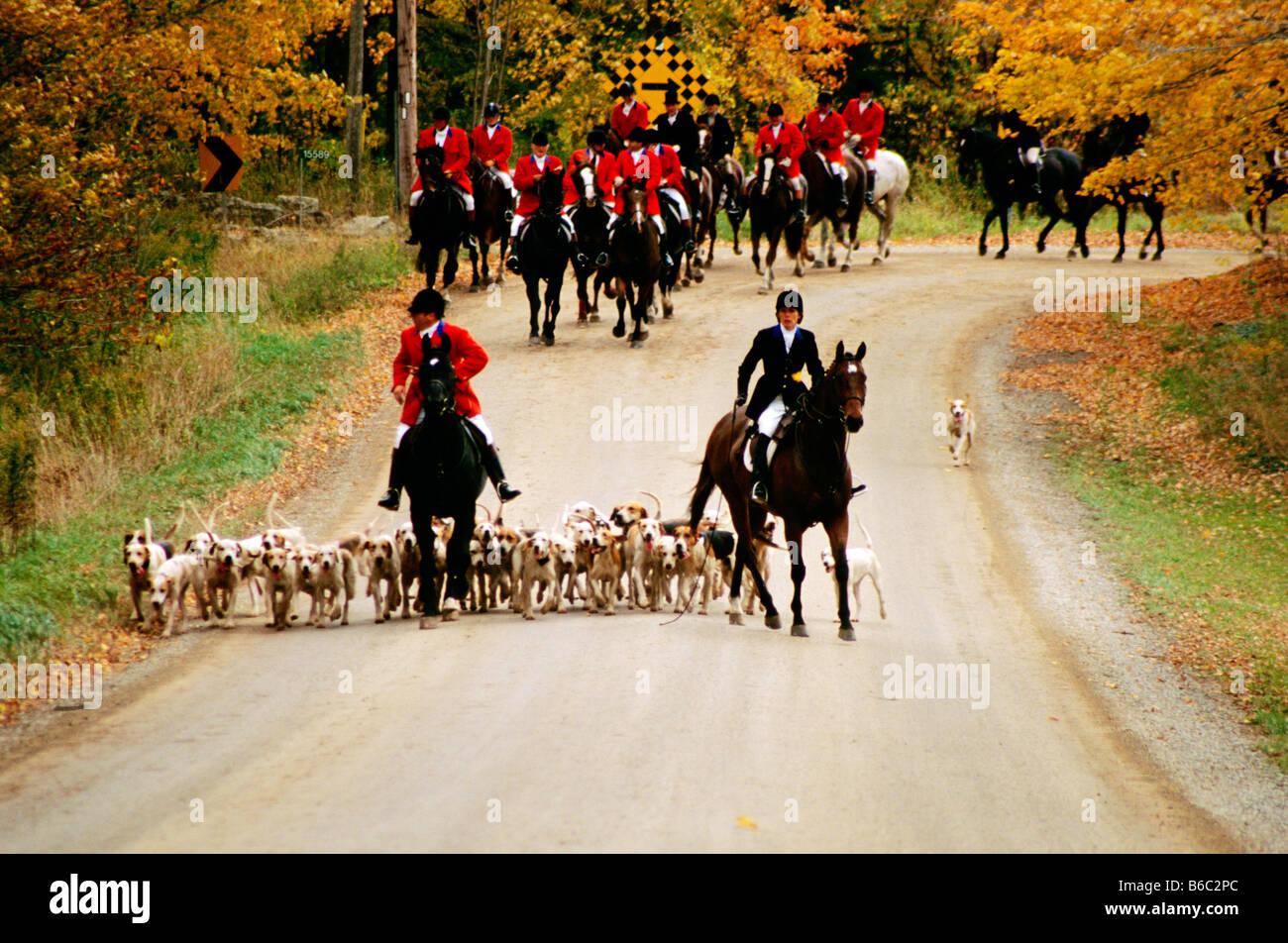 Hounds and Fox Hunt in Caledon,Ontario,Canada Hunt club Stock Photo - Alamy