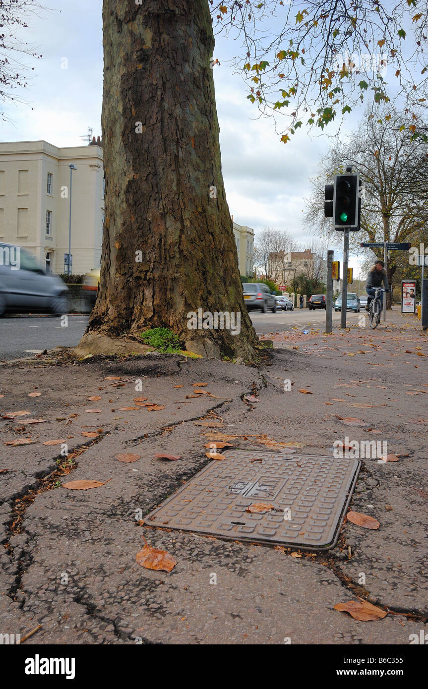 Root access hi-res stock photography and images - Alamy