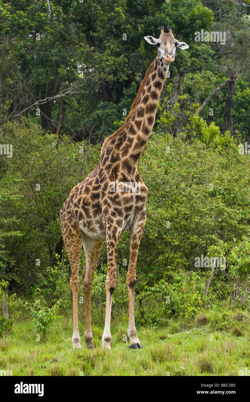 Giraffe stare hi-res stock photography and images - Alamy