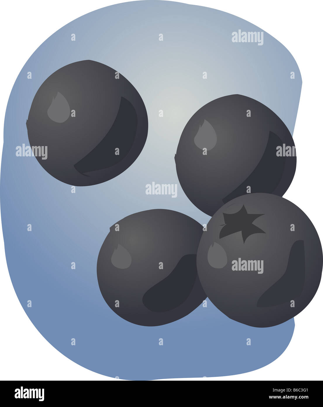 Sketch of whole fresh blueberries fruit illustration Stock Photo - Alamy