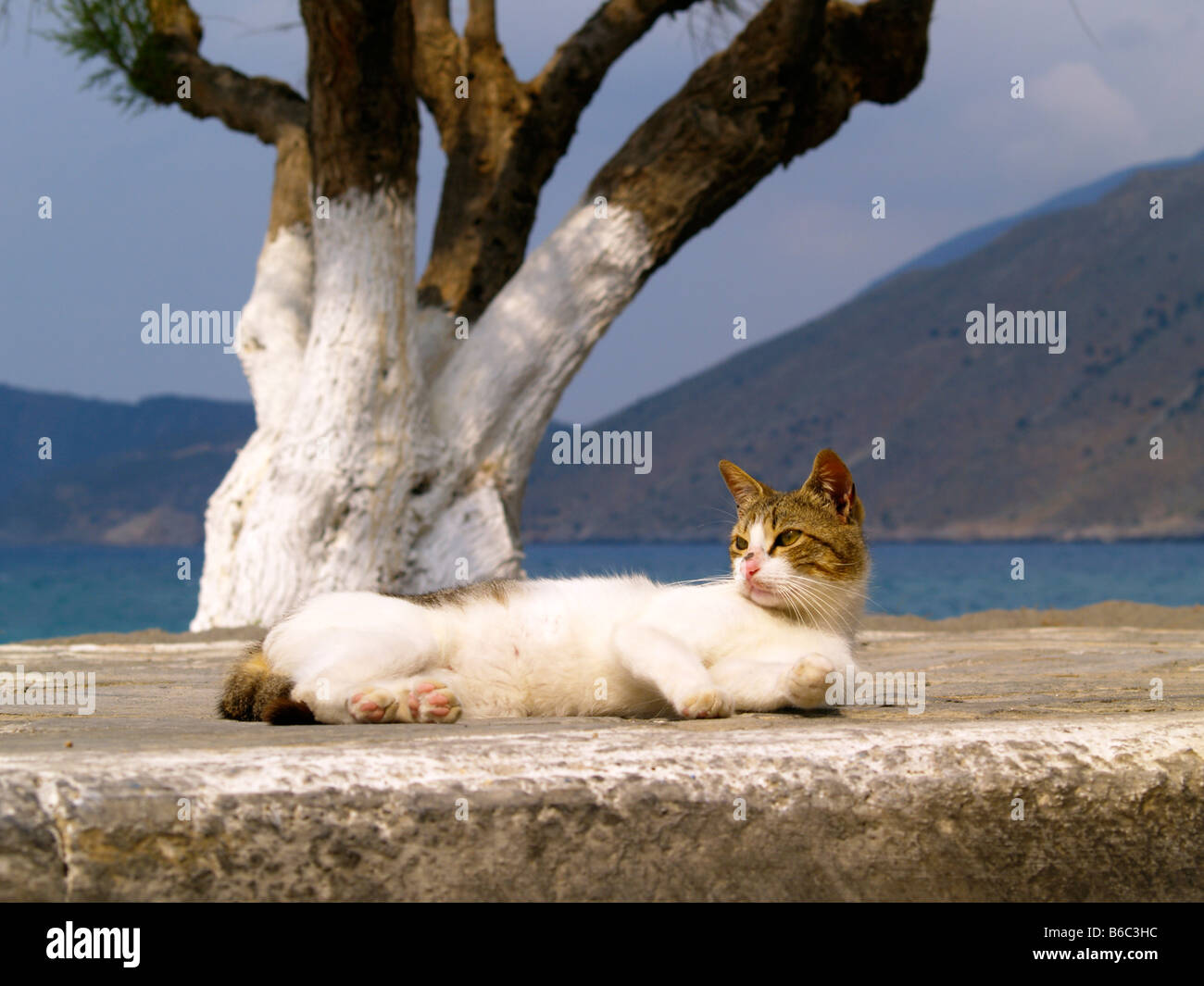 greek stray cat Stock Photo - Alamy