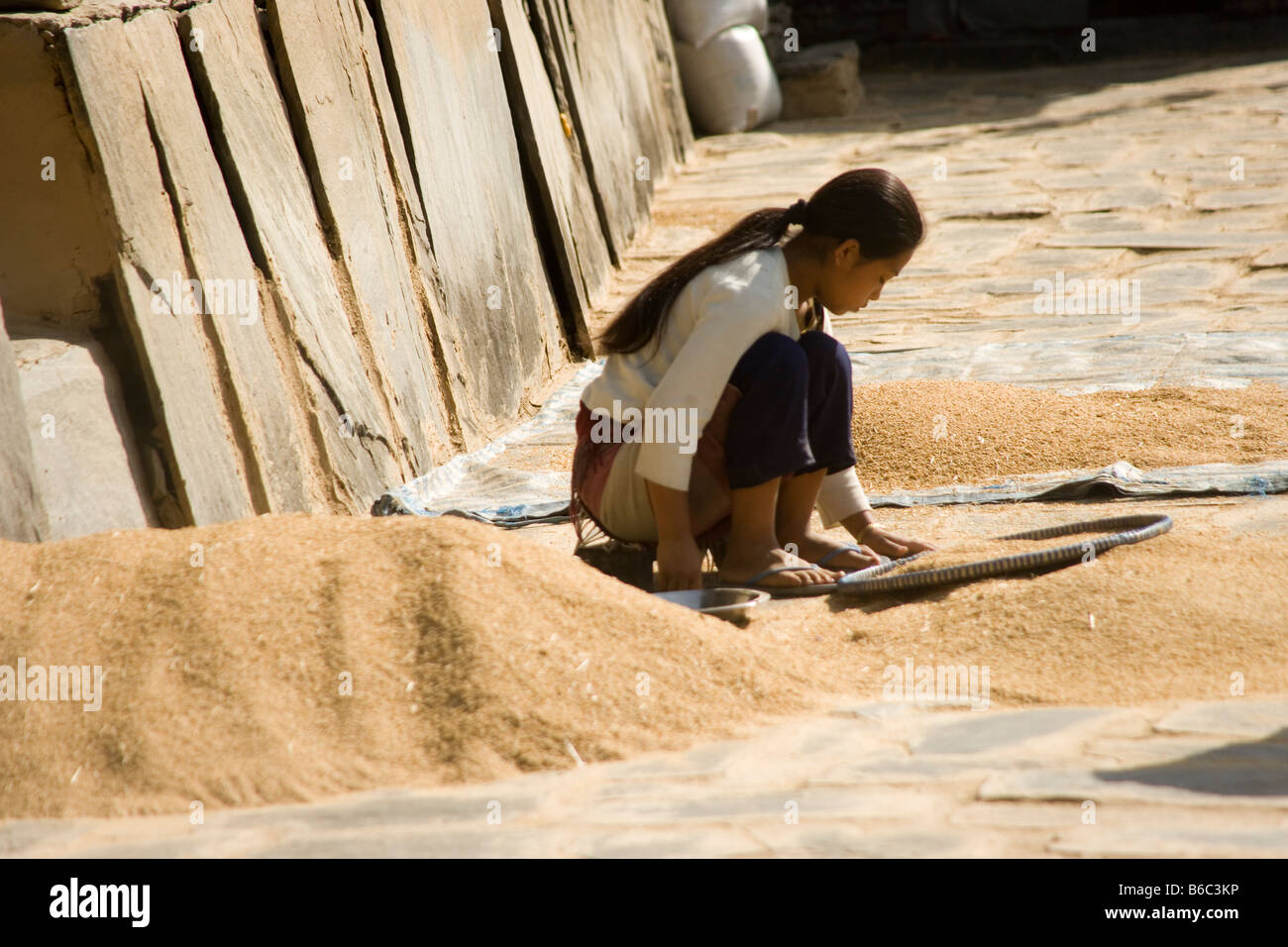 Woman threshing millet at a farm in the sun on the side of the Modi ...