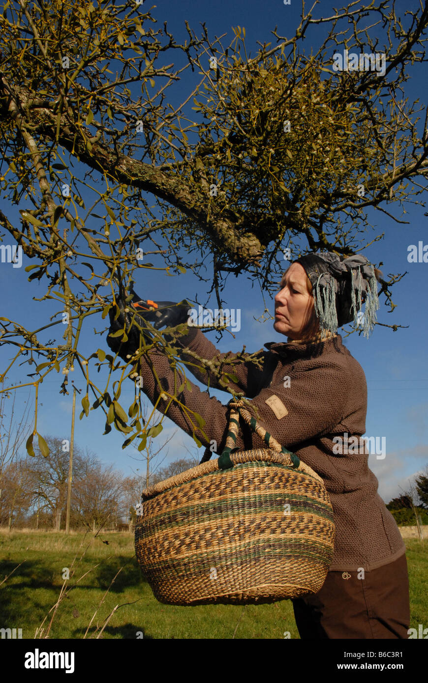 Mistletoe Stock Photos & Mistletoe Stock Images - Alamy