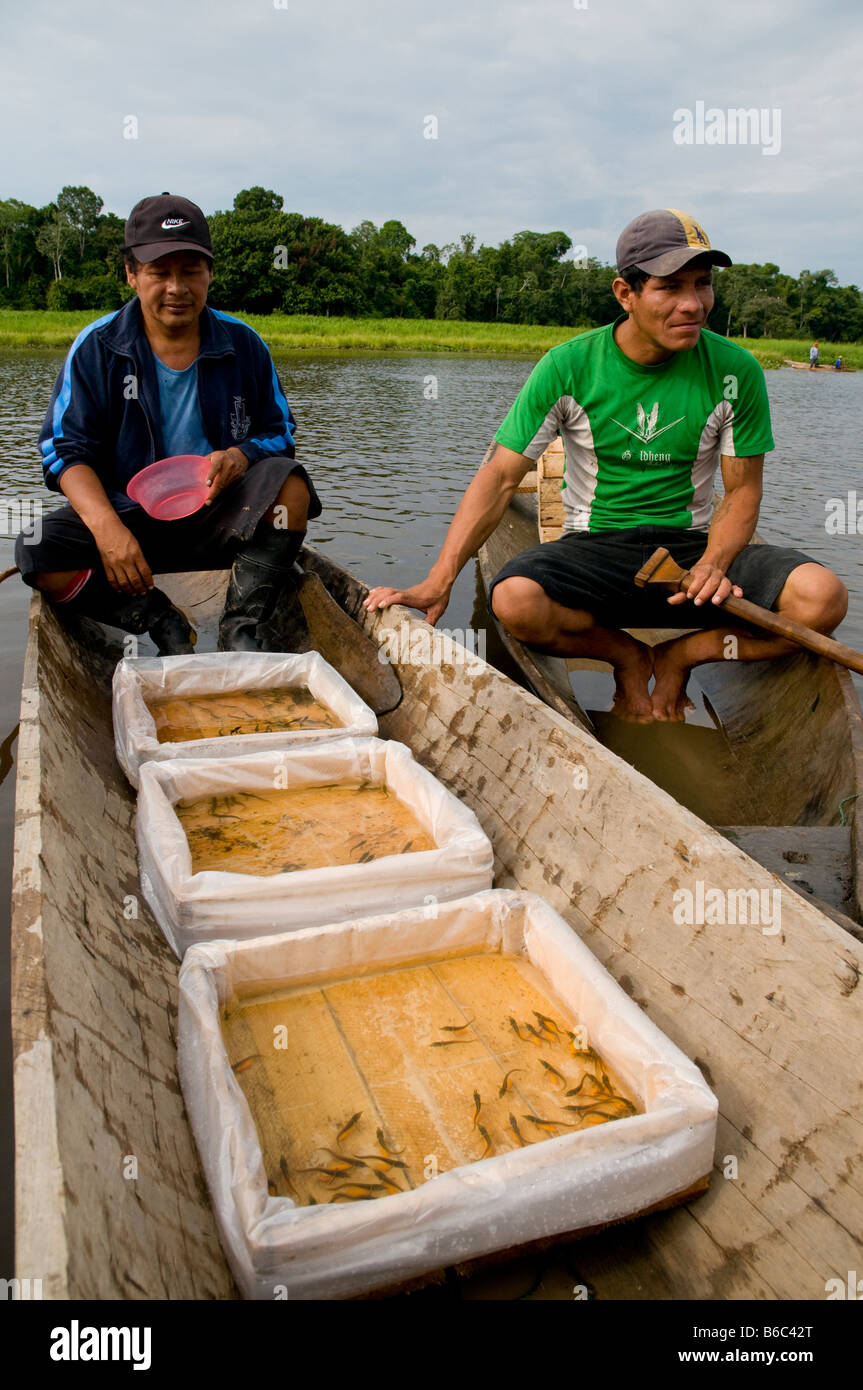 Collection of arowana tropical fish for trade, Amazon Rainforest, Peru ...