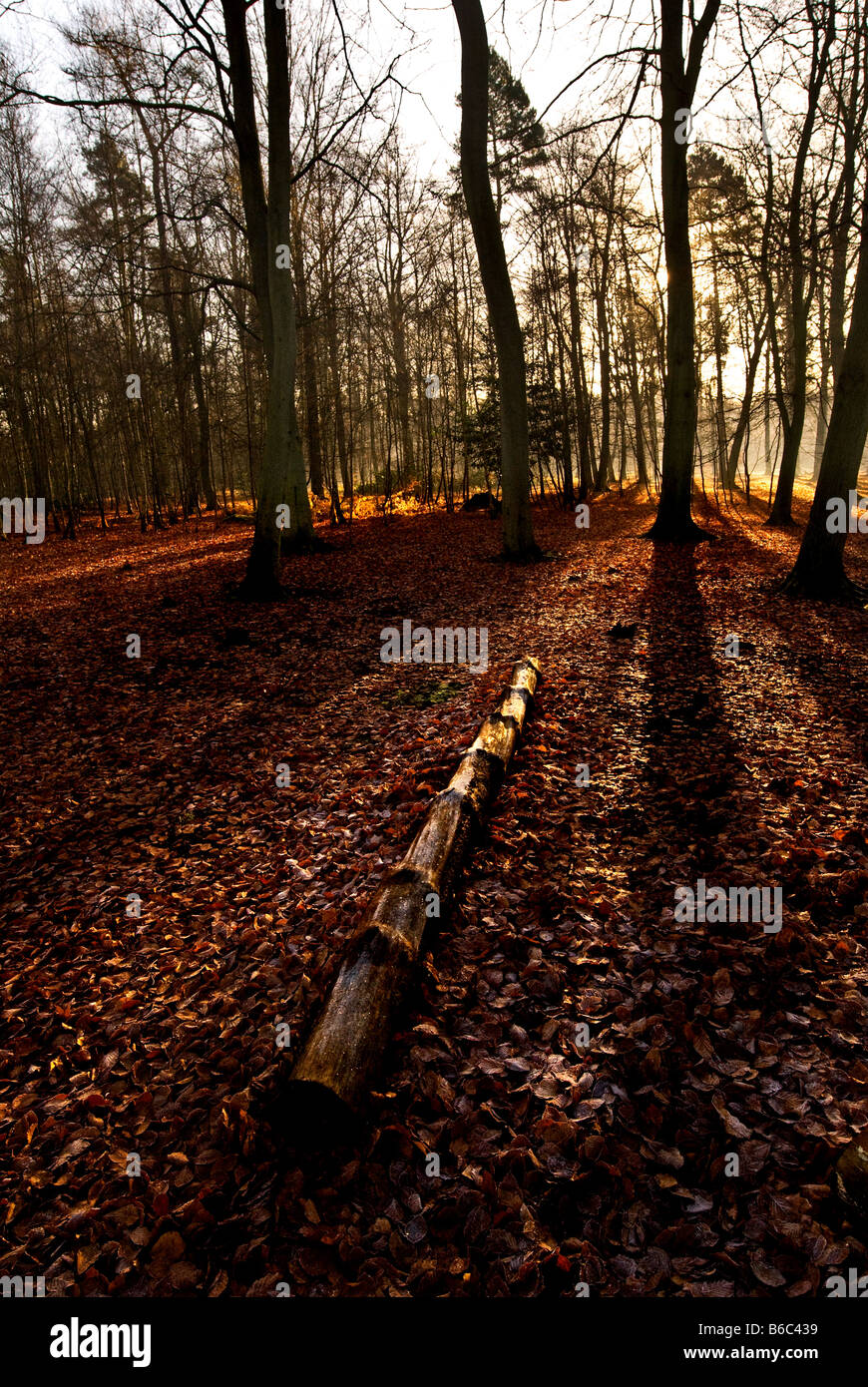 In thorndon park hi-res stock photography and images - Alamy