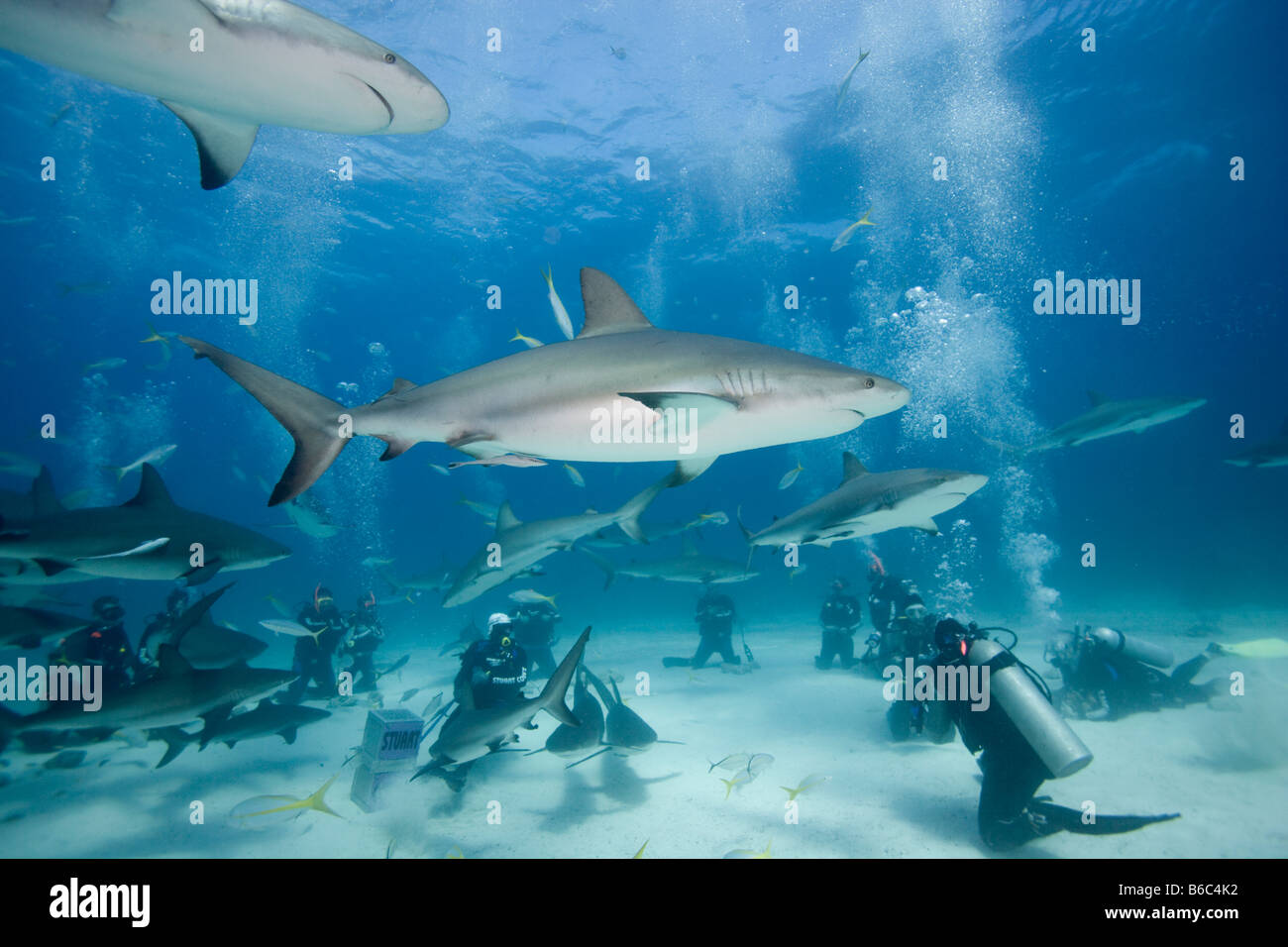 Grand bahama shark feeding dive hi-res stock photography and images - Alamy