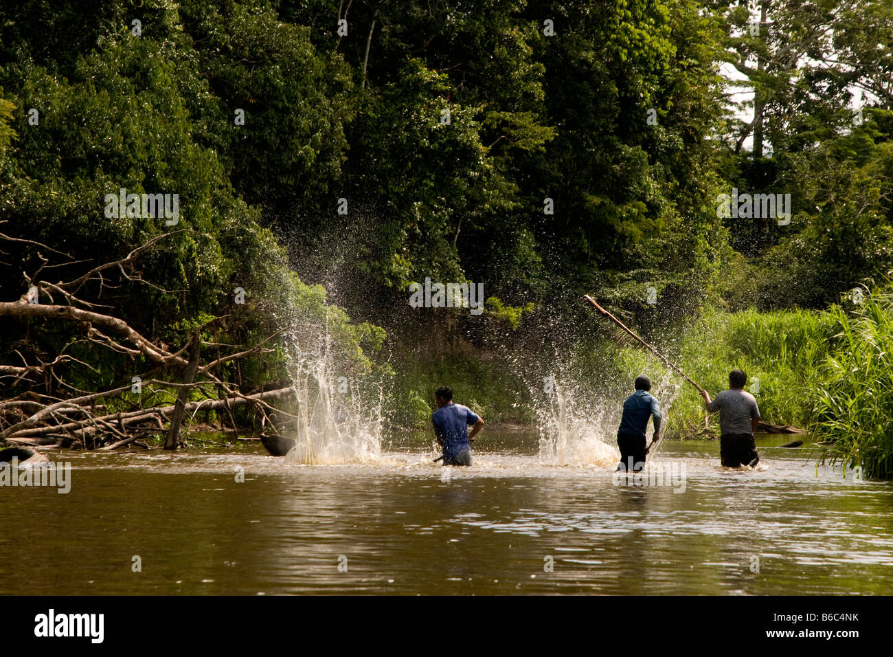 Fisherman driving fish into net, Amazon Rainforest, Peru Stock Photo ...