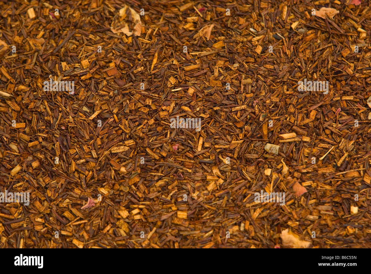 Rooibos Aspalathus linearis Stock Photo - Alamy