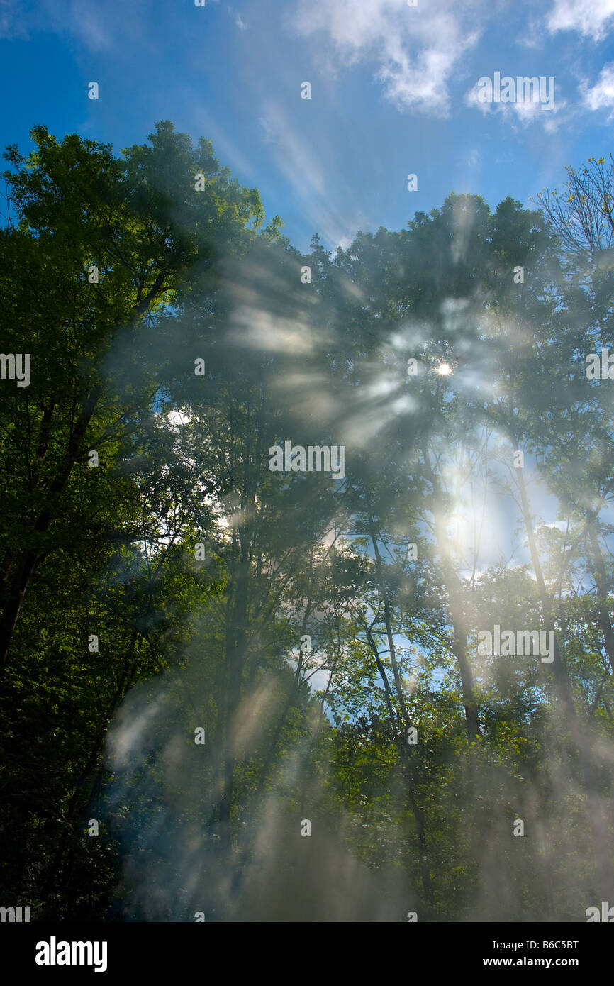 Sunlight through trees with smoke Stock Photo - Alamy