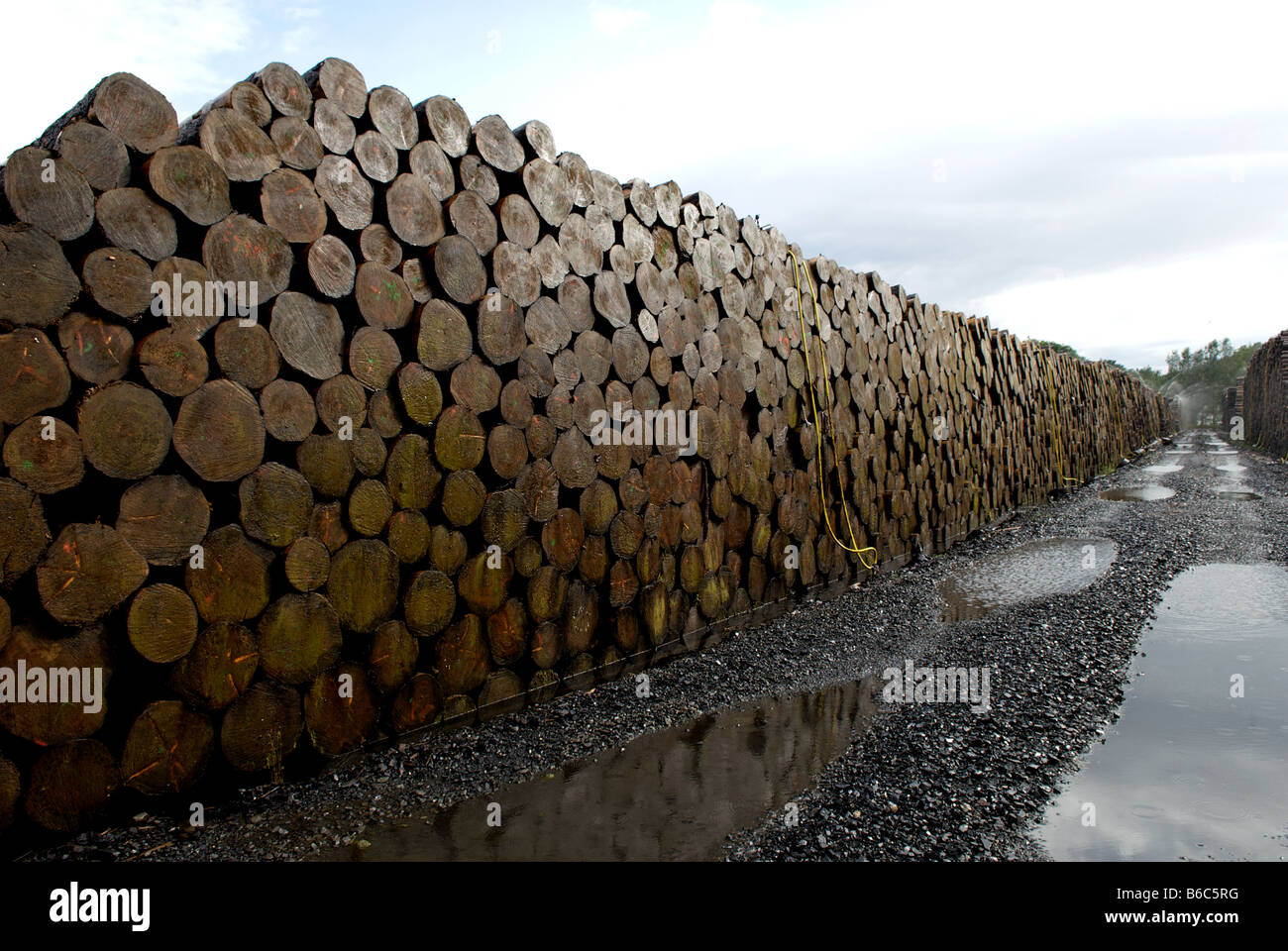 Tree-length wood logs cut for the construction industry, Hachen, North ...