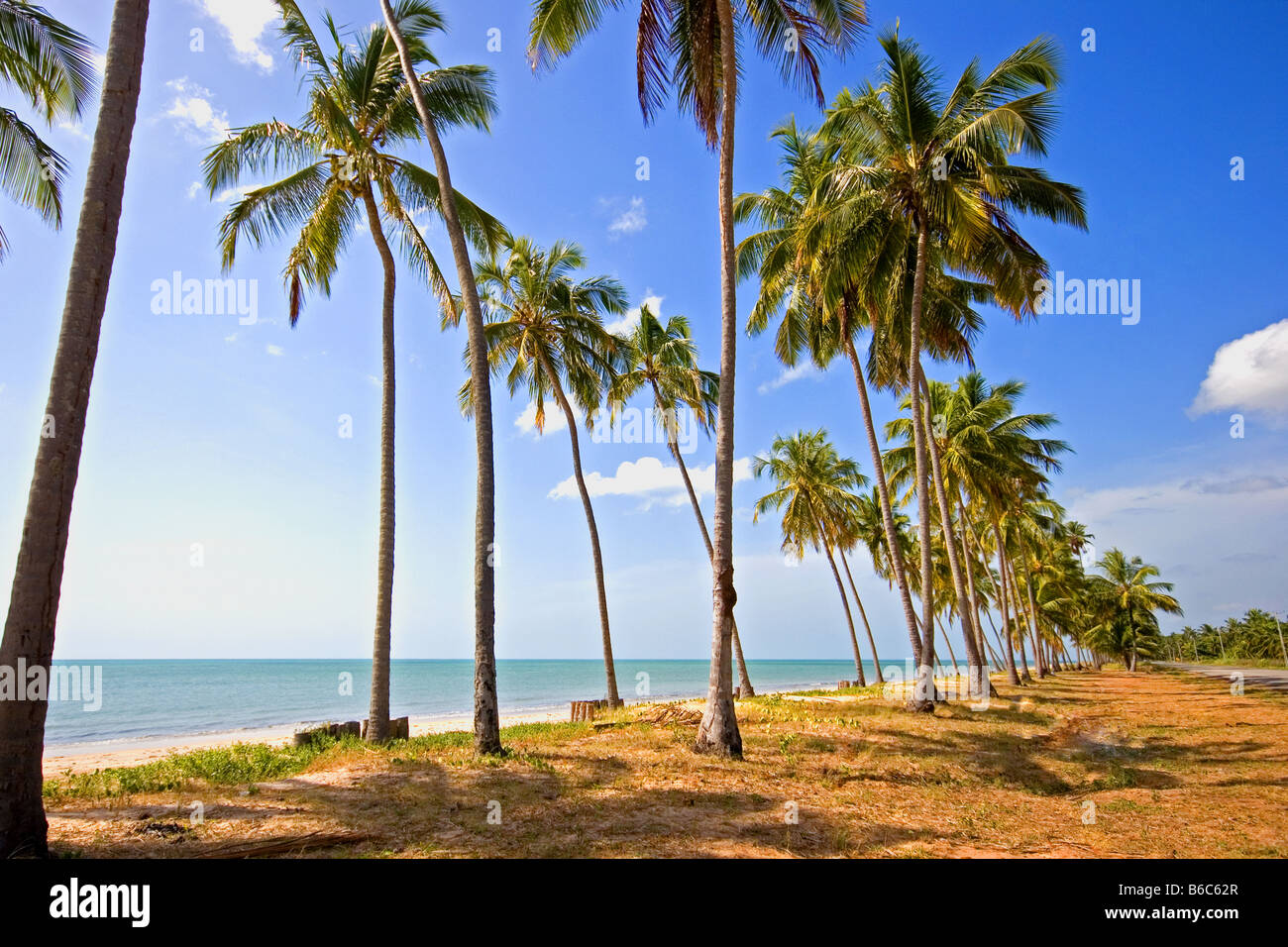 Palm trees on the beach Stock Photo - Alamy