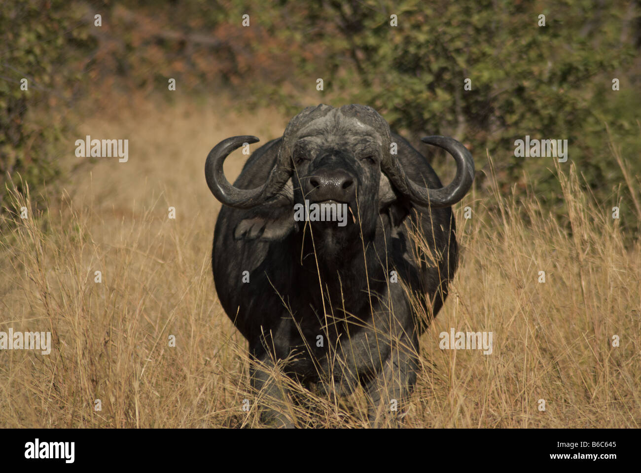 Buffalo africa hi-res stock photography and images - Alamy
