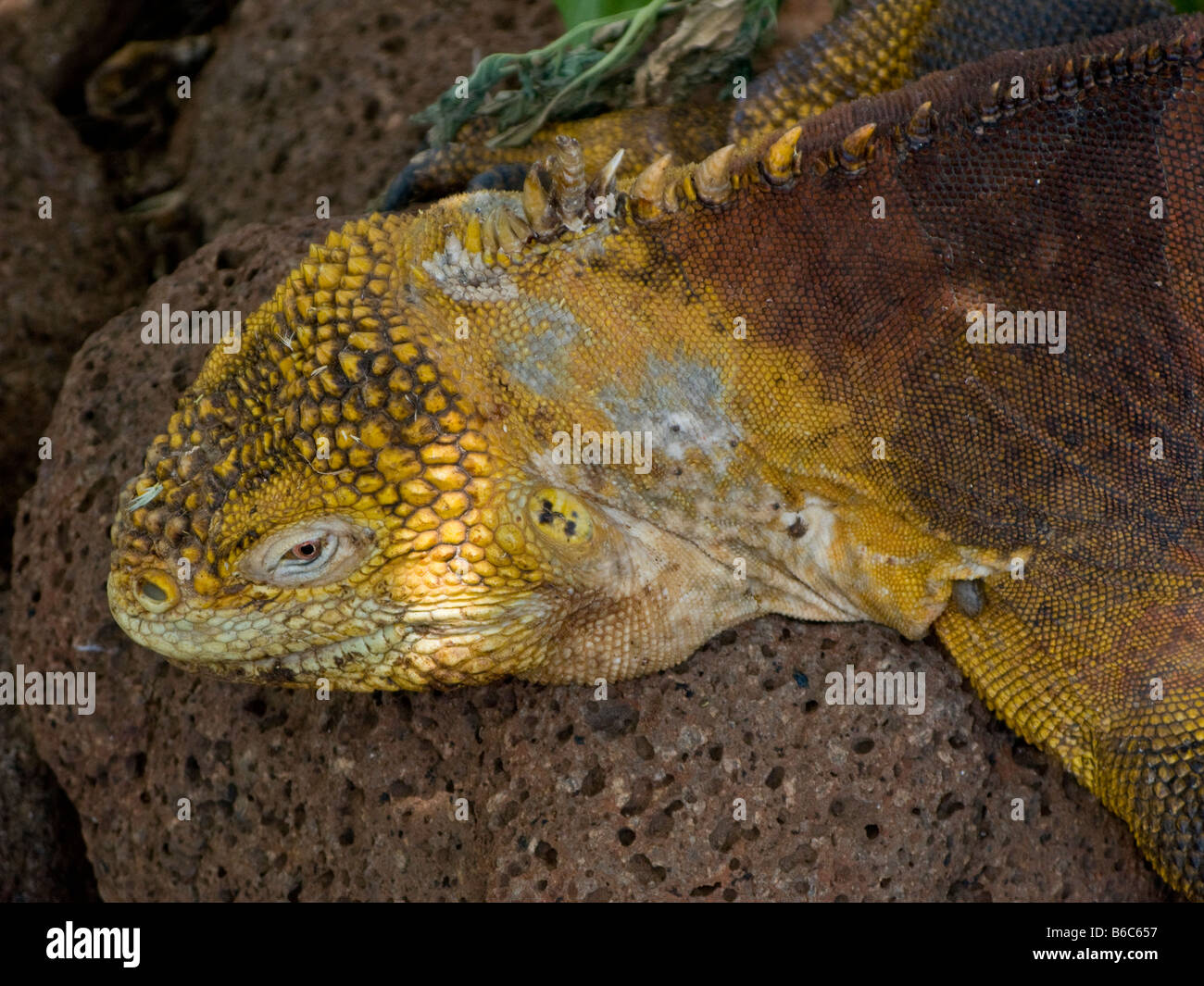 Land Iguana Isabela island Galapagos Ecuador Stock Photo - Alamy