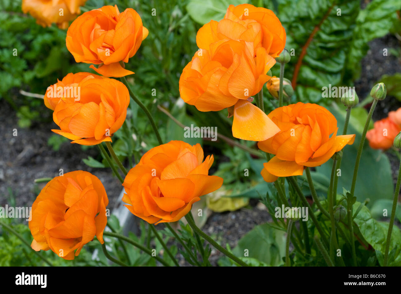 Ranunculas hi-res stock photography and images - Alamy