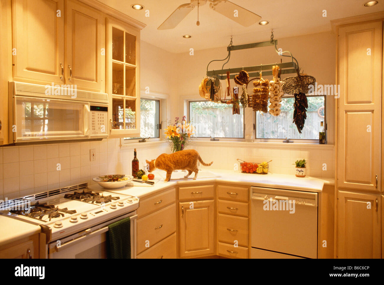 Kitchen interior with cat on counter, USA Stock Photo - Alamy