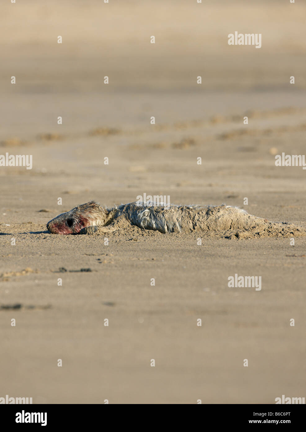 Dead grey seal hi-res stock photography and images - Alamy