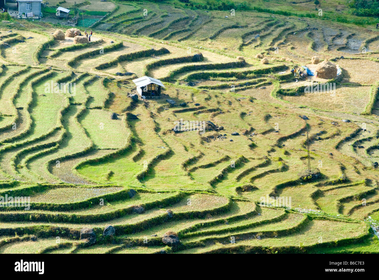 Rice terraces india hi-res stock photography and images - Alamy