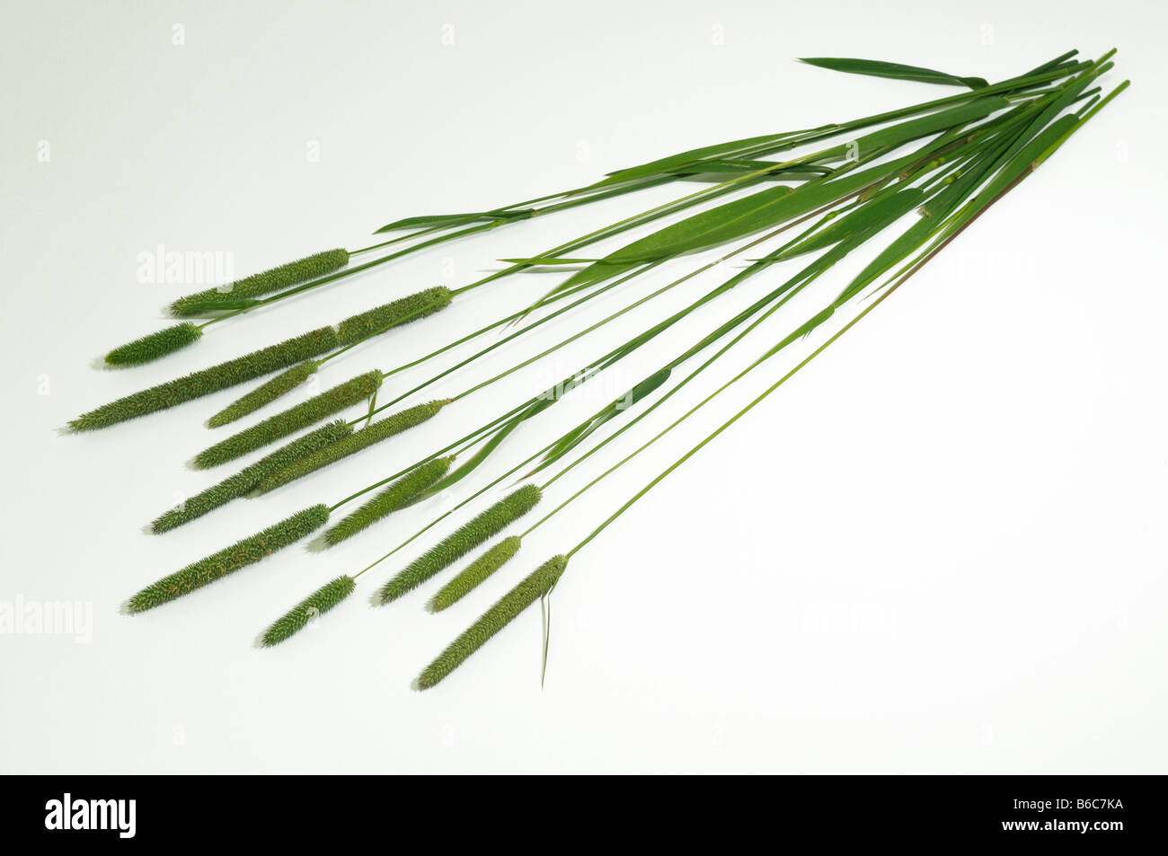 Common Foxtail, Meadow Foxtail, Field Meadow Foxtail (Alopecurus ...