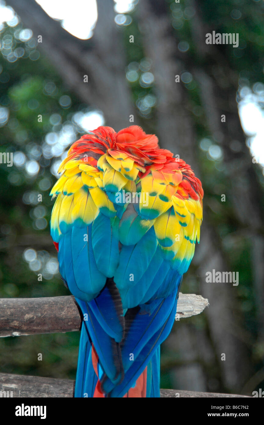 Brightly coloured macaw parrot, Copan, Honduras Stock Photo - Alamy