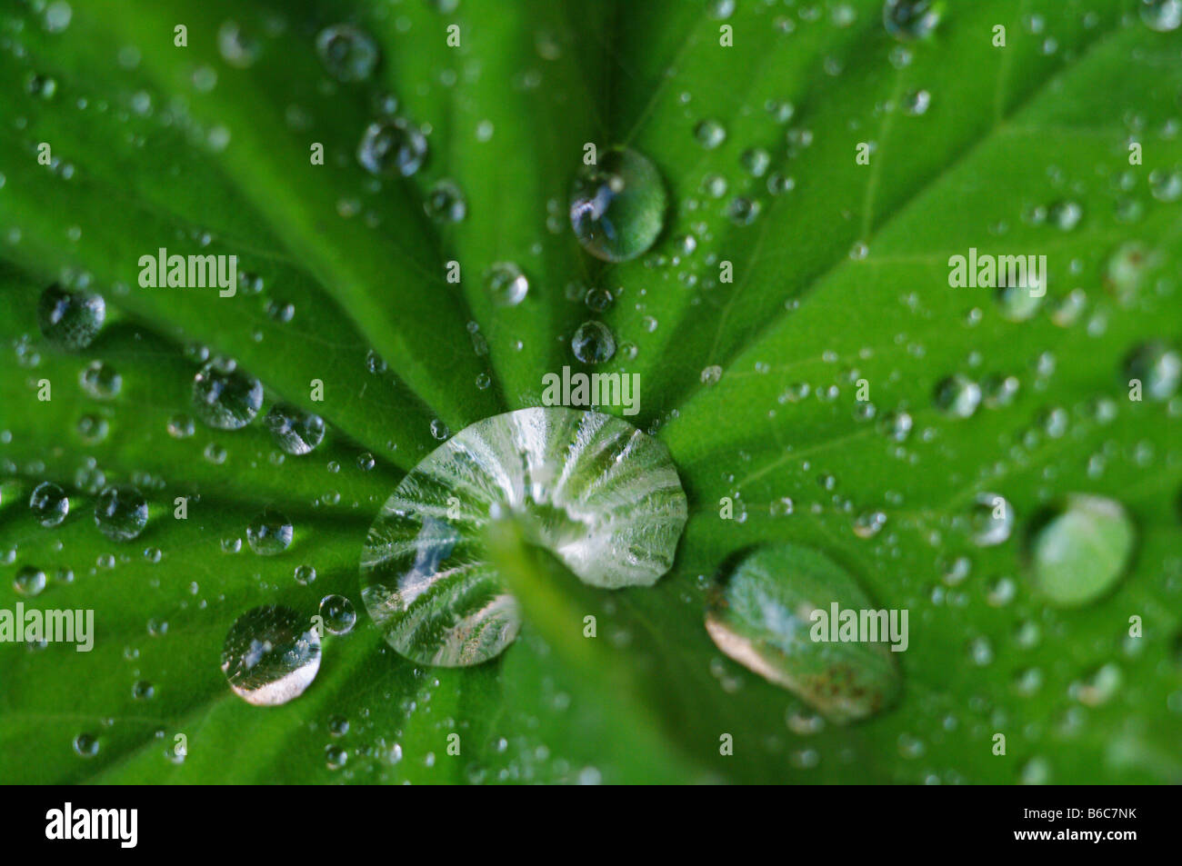 green leaves foliage at springtime Stock Photo - Alamy