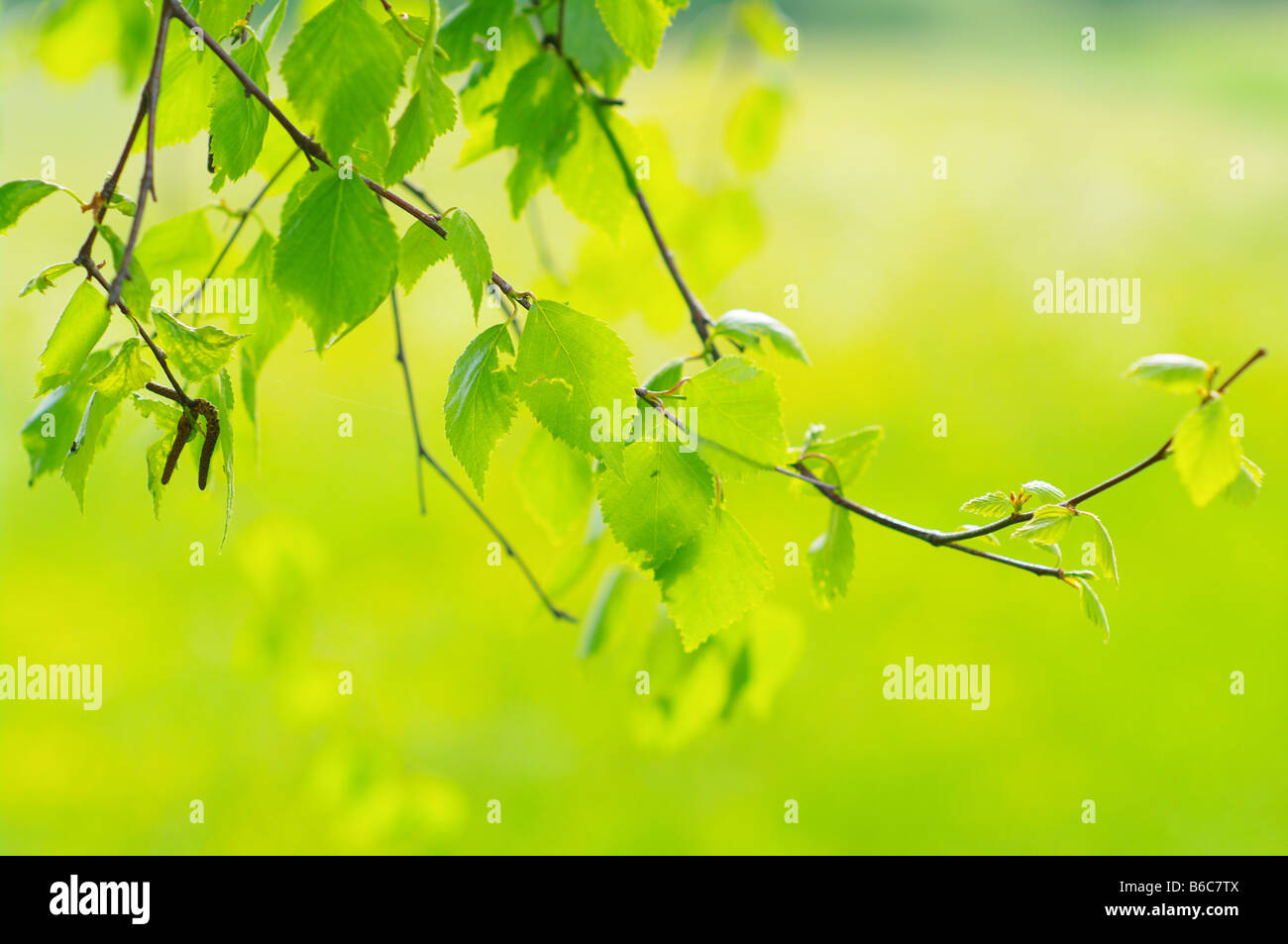green leaves foliage at springtime Stock Photo - Alamy