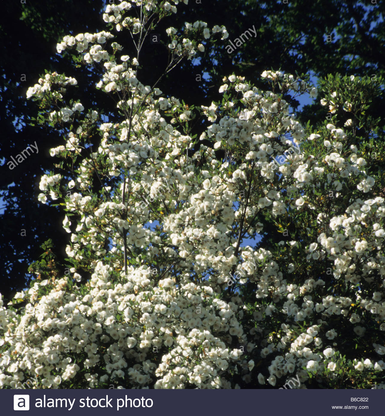Eucryphia Stock Photos & Eucryphia Stock Images - Alamy