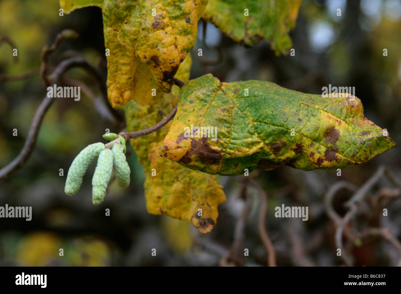 Contorted or corkscrew shrubs are popular features, few more so than ...