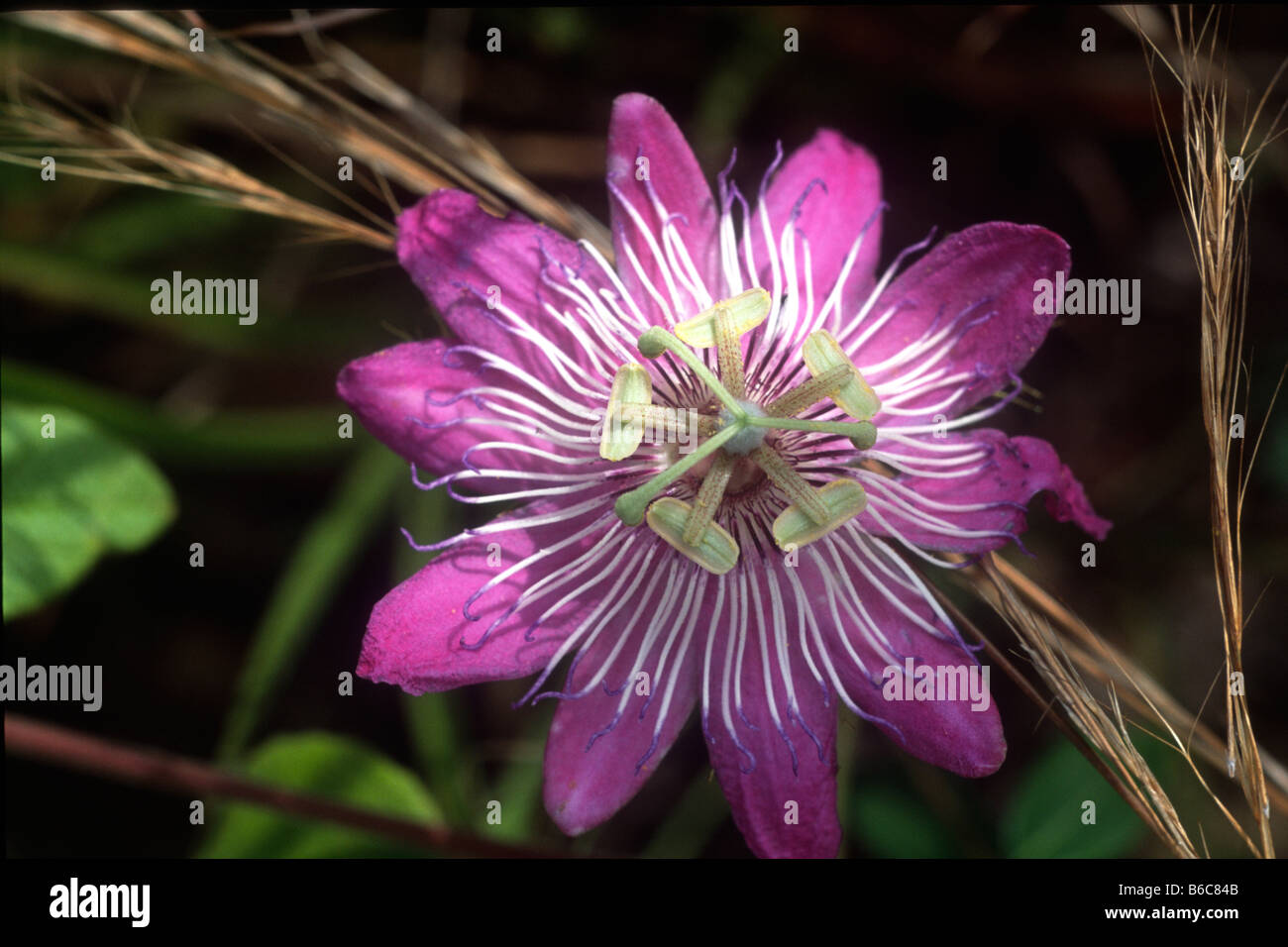 Dark pink passionfruit flower (Passiflora edulis) alongside the Western ...
