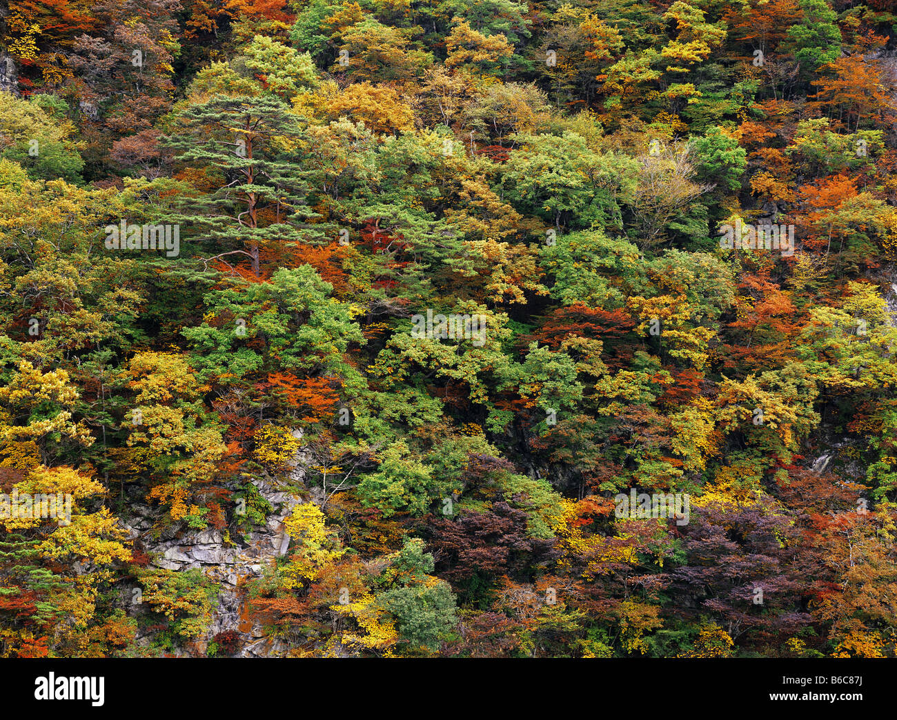 Fall scenery in Nikko National Park, Japan Stock Photo - Alamy