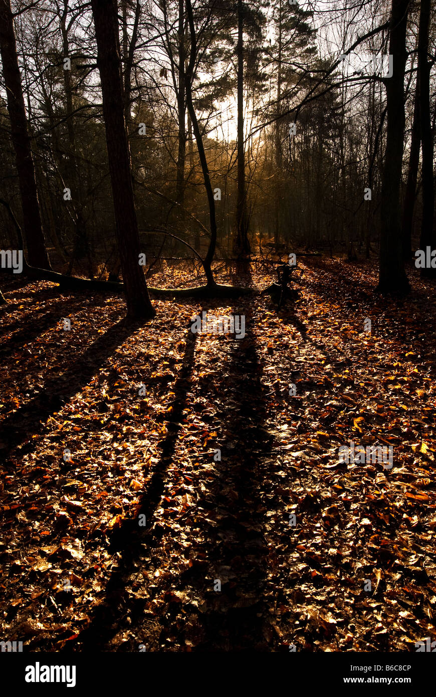 Silhouette of tree trunks in Thorndon Park in Essex Stock Photo - Alamy