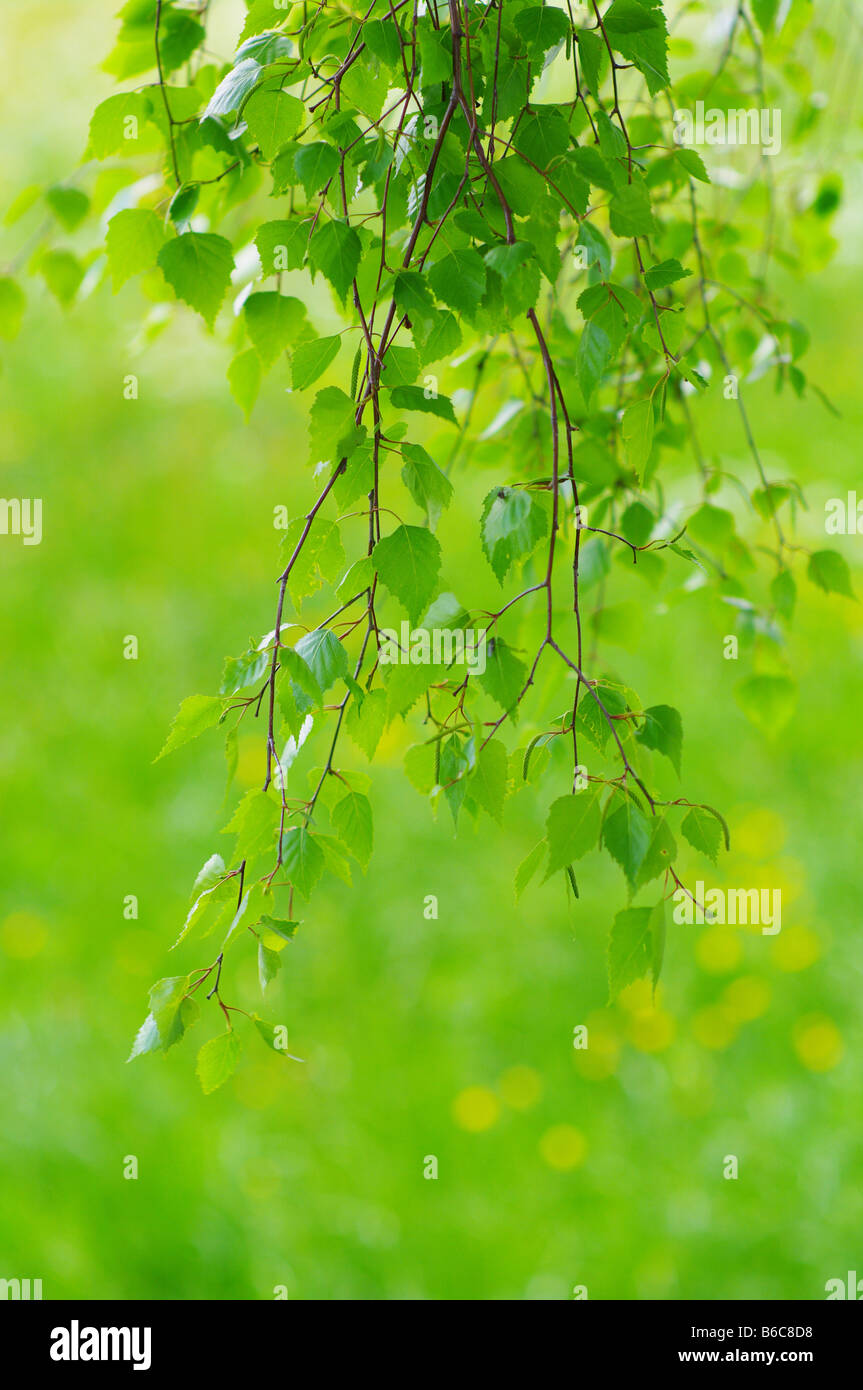 green leaves foliage at springtime Stock Photo - Alamy
