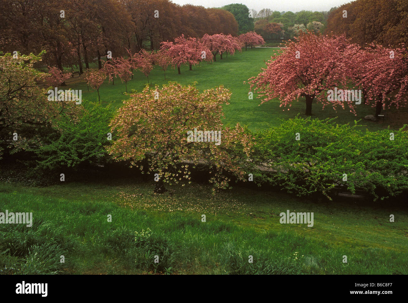 Brooklyn Botanic Garden Misty morning Cherry trees landscapes Stock ...