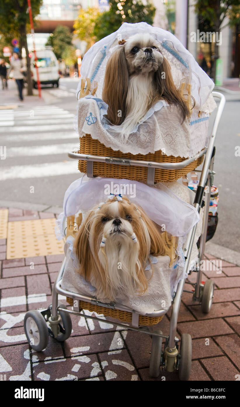 Two dogs in a pram Ginza Tokyo Japan Stock Photo - Alamy